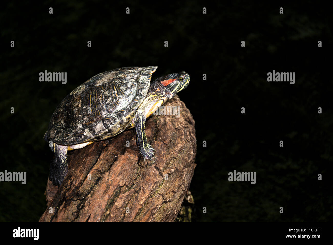 Red-Eared Slider Turtle (Trachemys scripta elegans Stock Photo - Alamy