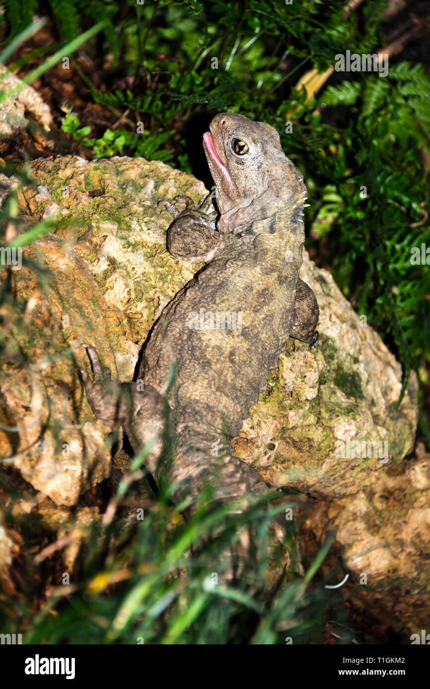 Tuatara Classification