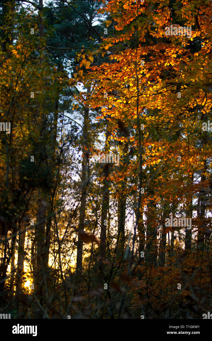 Parkhurst forest wight hi-res stock photography and images - Alamy