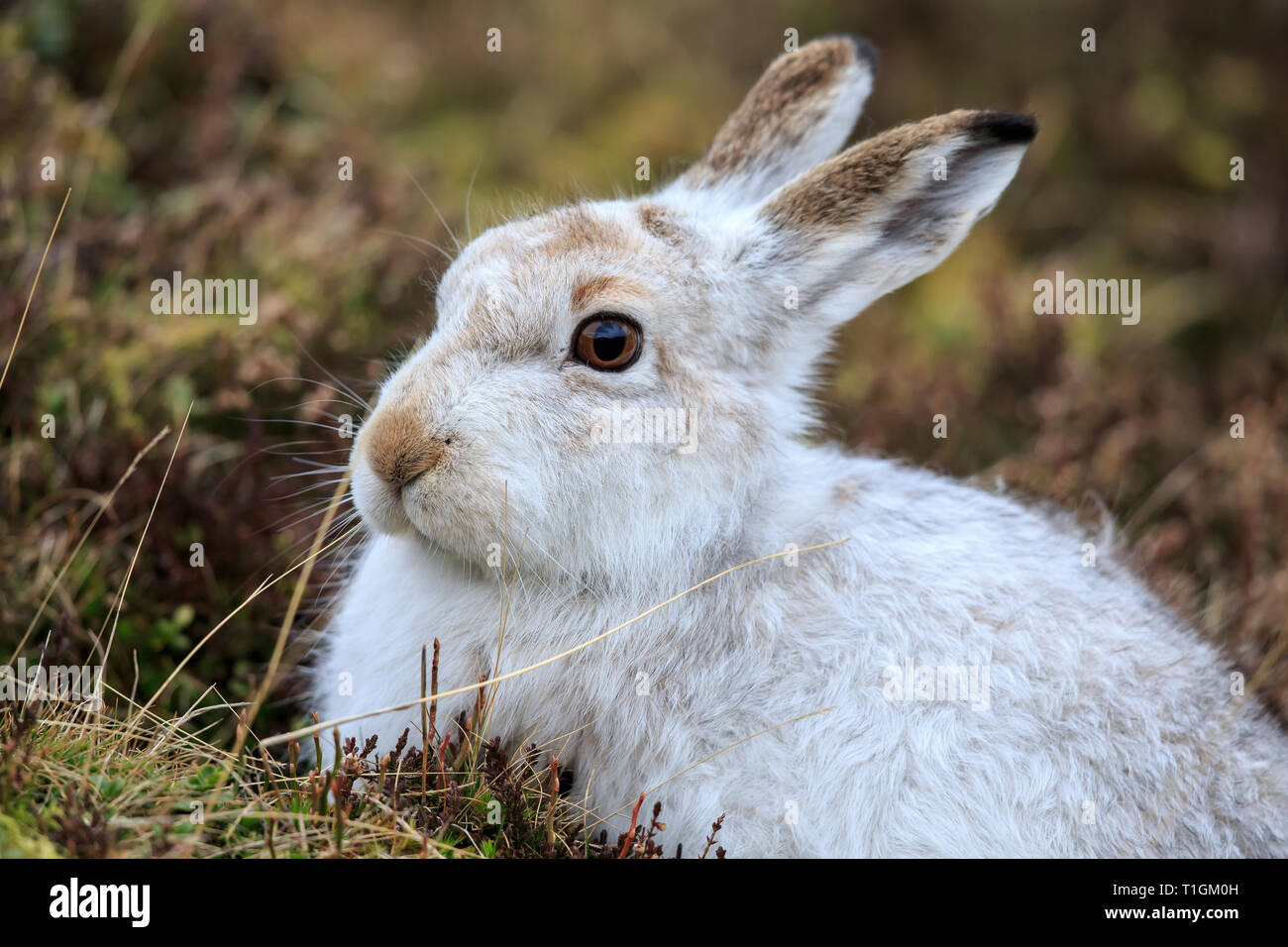 The mountain hare, also known as white hare, snow hare, alpine hare ...
