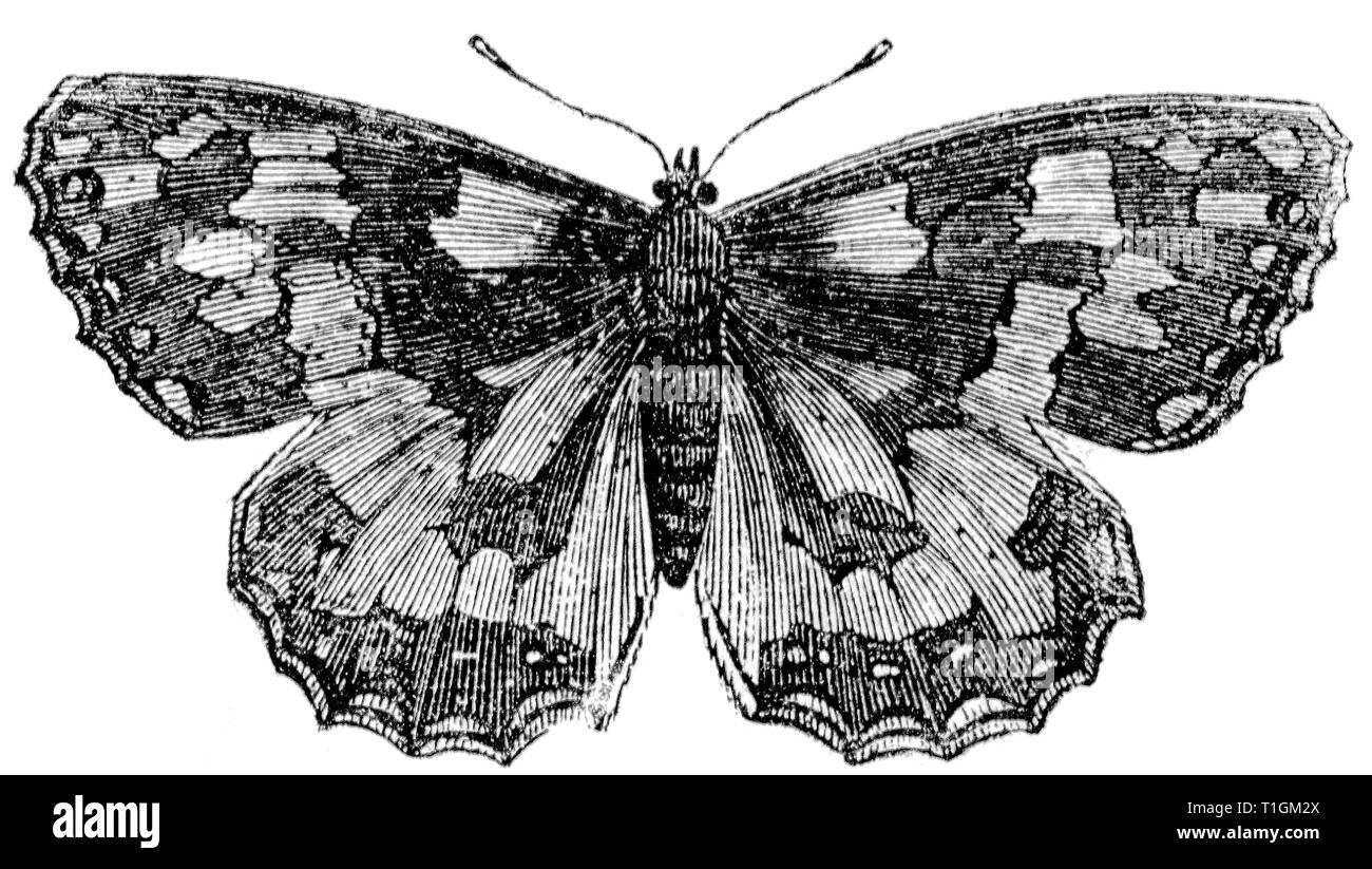 Wood cut engraved illustration, taken from 'The Treasury of Natural ...