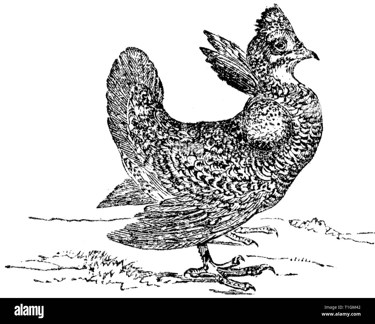 Wood cut engraved illustration, taken from 'The Treasury of Natural ...