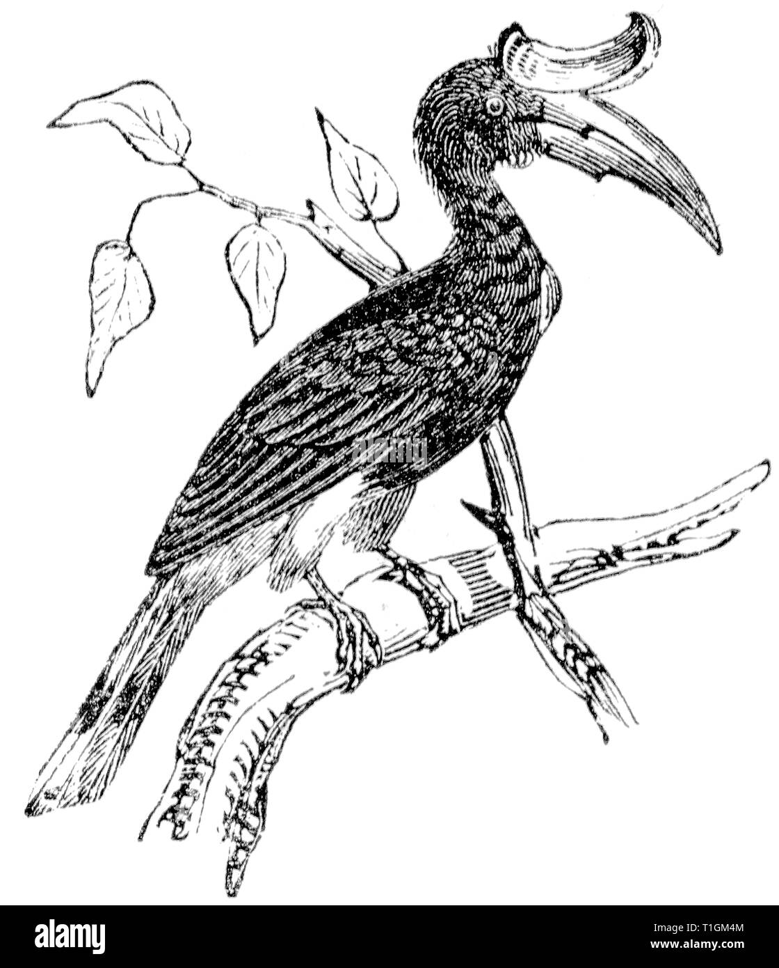 Wood cut engraved illustration, taken from 'The Treasury of Natural ...