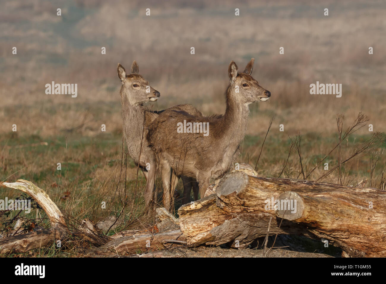 Largest british wild animal hi-res stock photography and images - Alamy