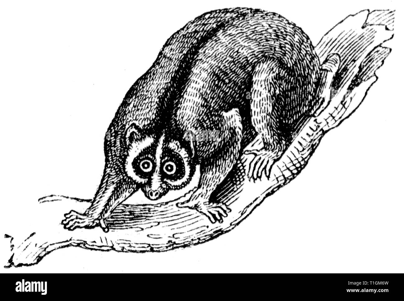 Slender loris hi-res stock photography and images - Alamy