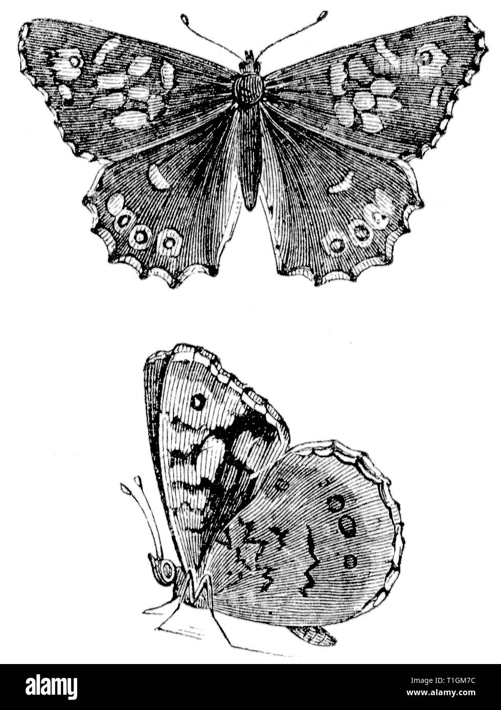 Hipparchia aegeria hi-res stock photography and images - Alamy