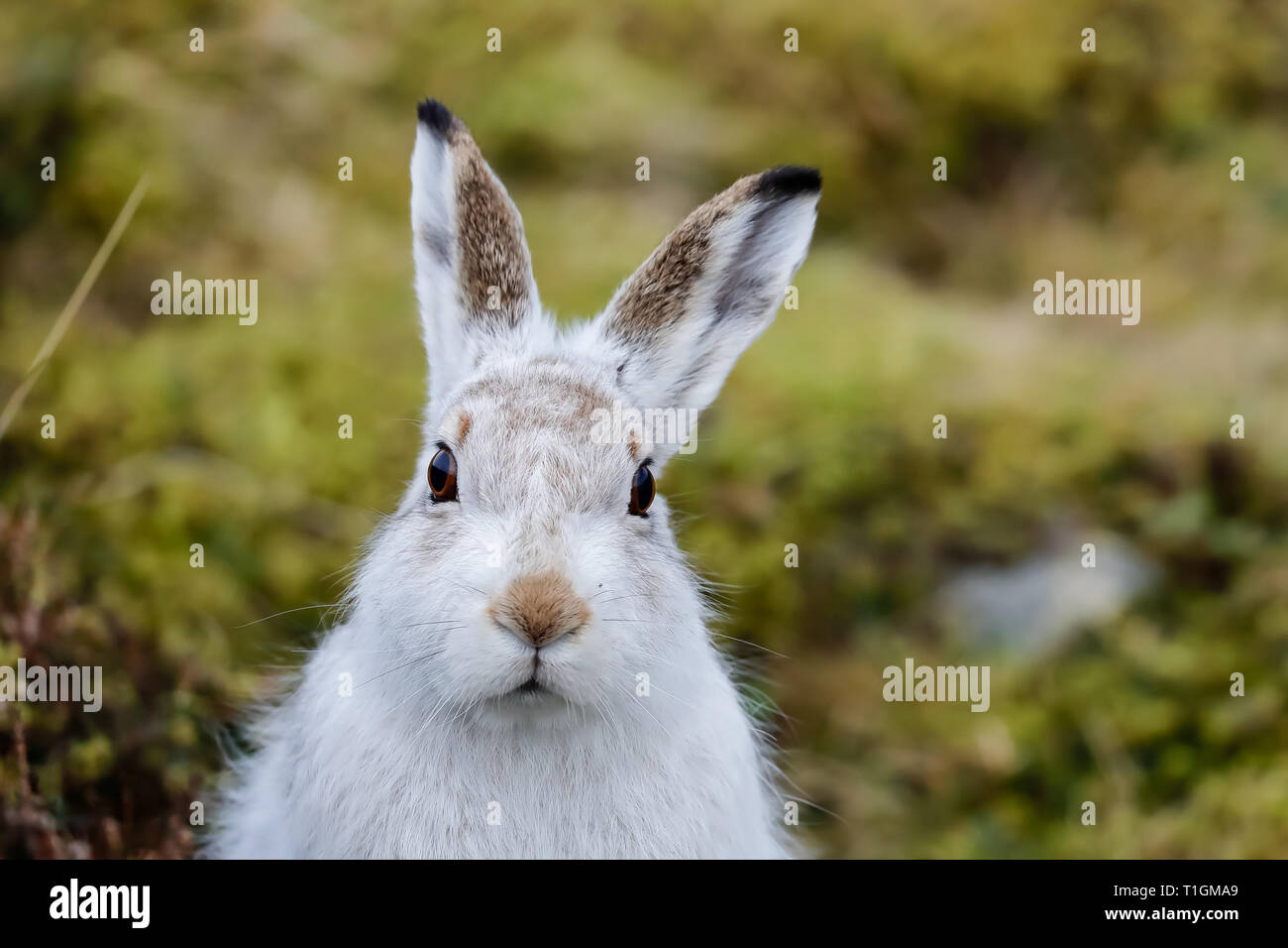 The mountain hare, also known as white hare, snow hare, alpine hare ...