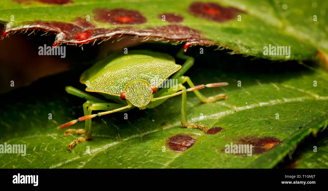Insect shield bug hi-res stock photography and images - Alamy