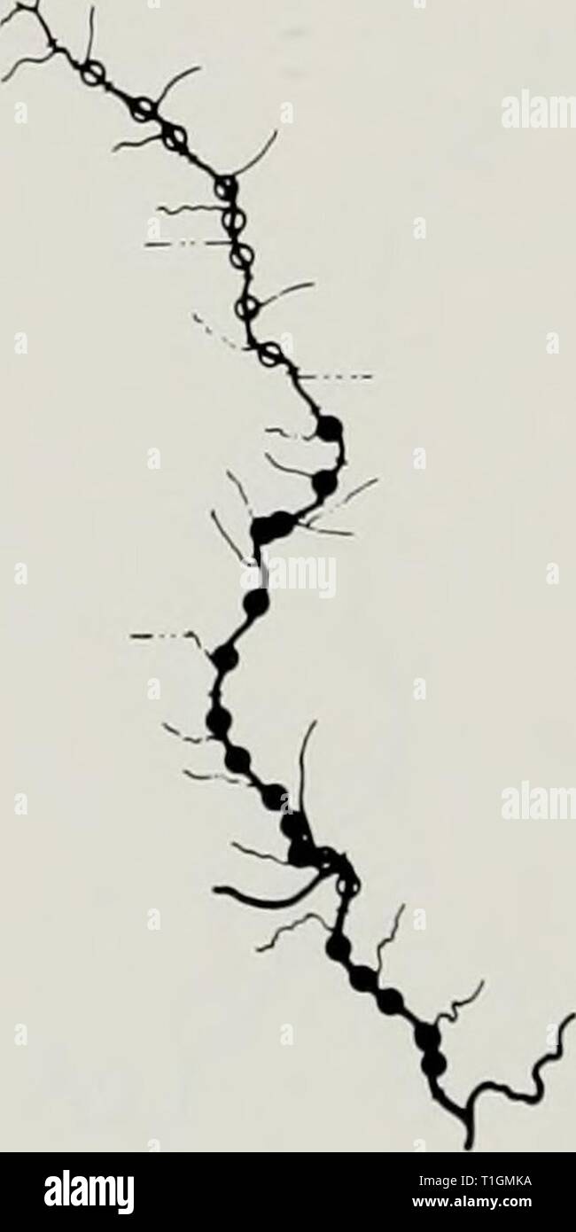 A distributional atlas of Upper A distributional atlas of Upper ...