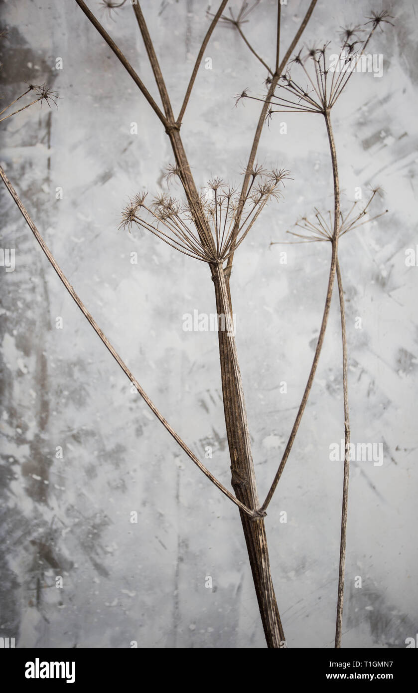 plant branches with concrete wall background texture Stock Photo - Alamy