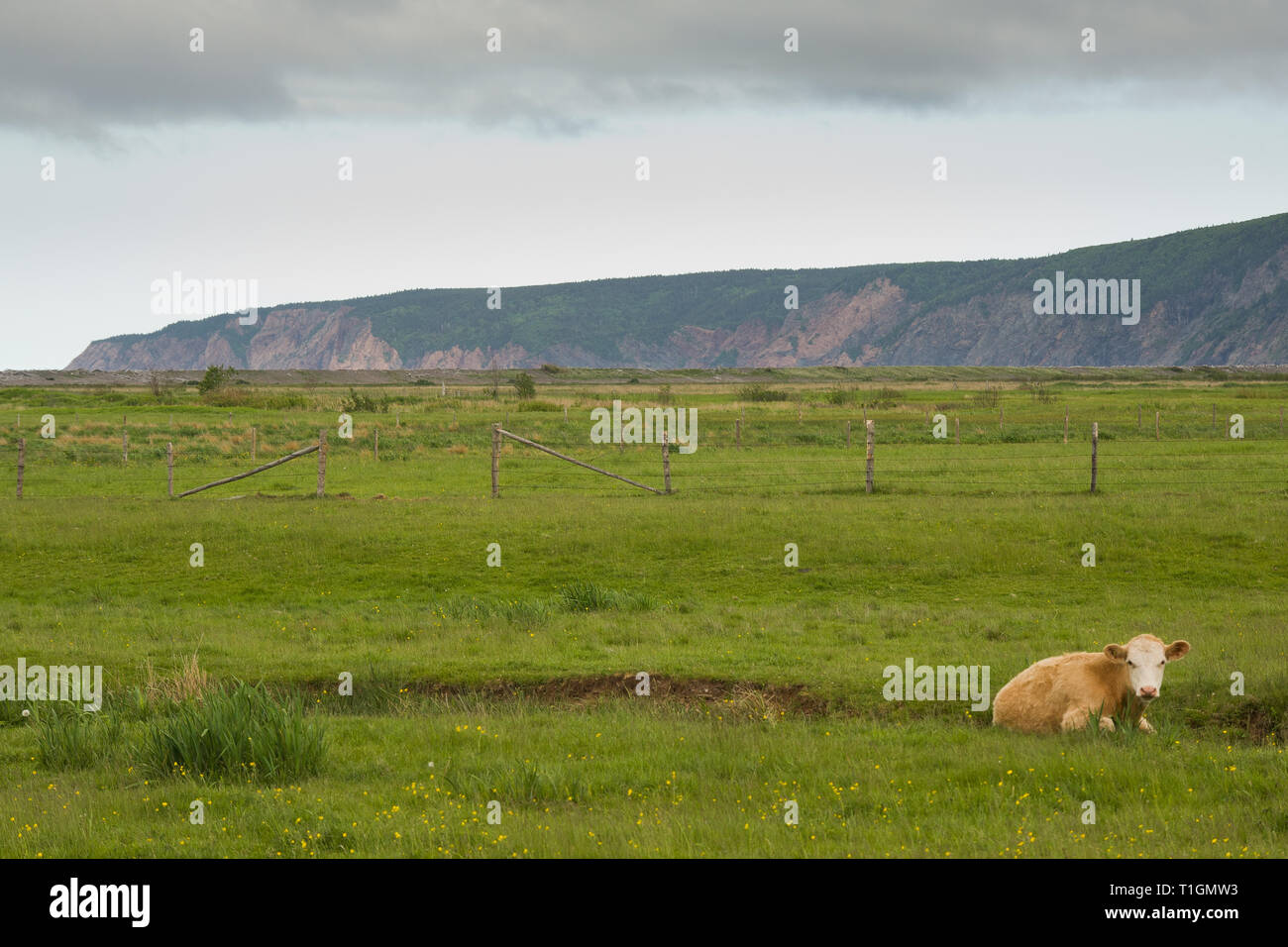 Cow bay nova scotia hi-res stock photography and images - Alamy