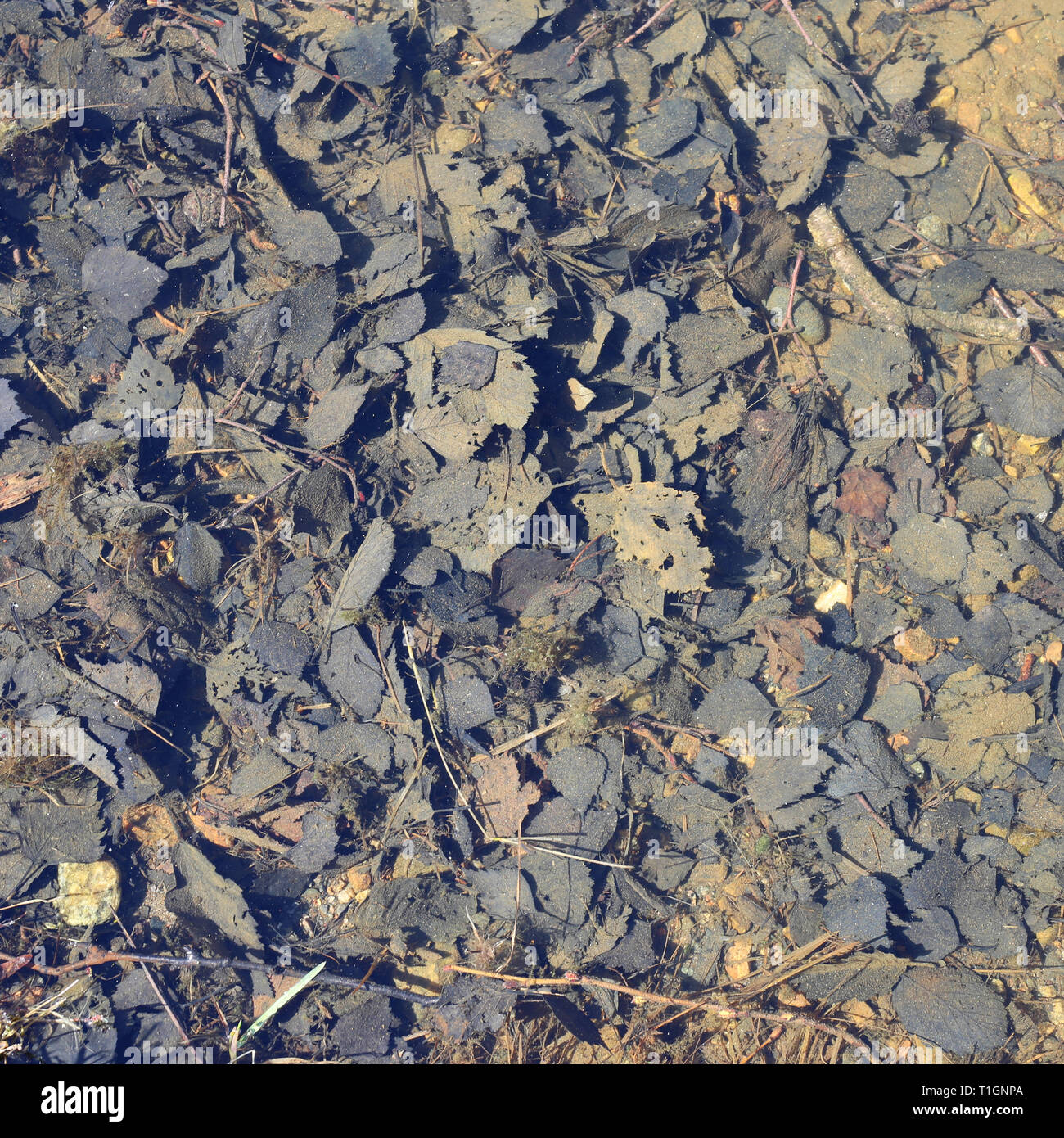 Old tree leaves underwater. You can see a lot of brown and grey leaves ...