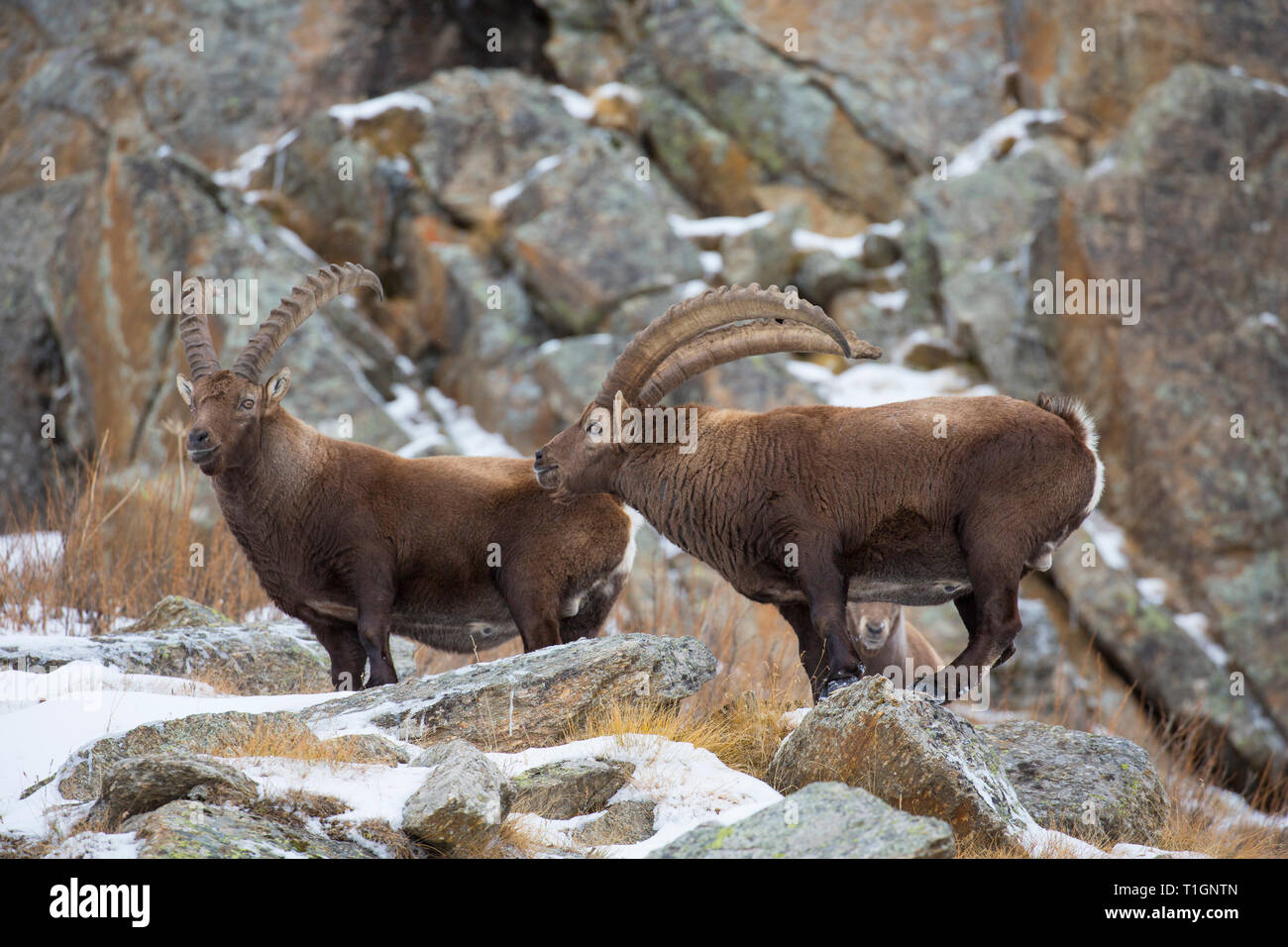 Ibexes hi-res stock photography and images - Alamy