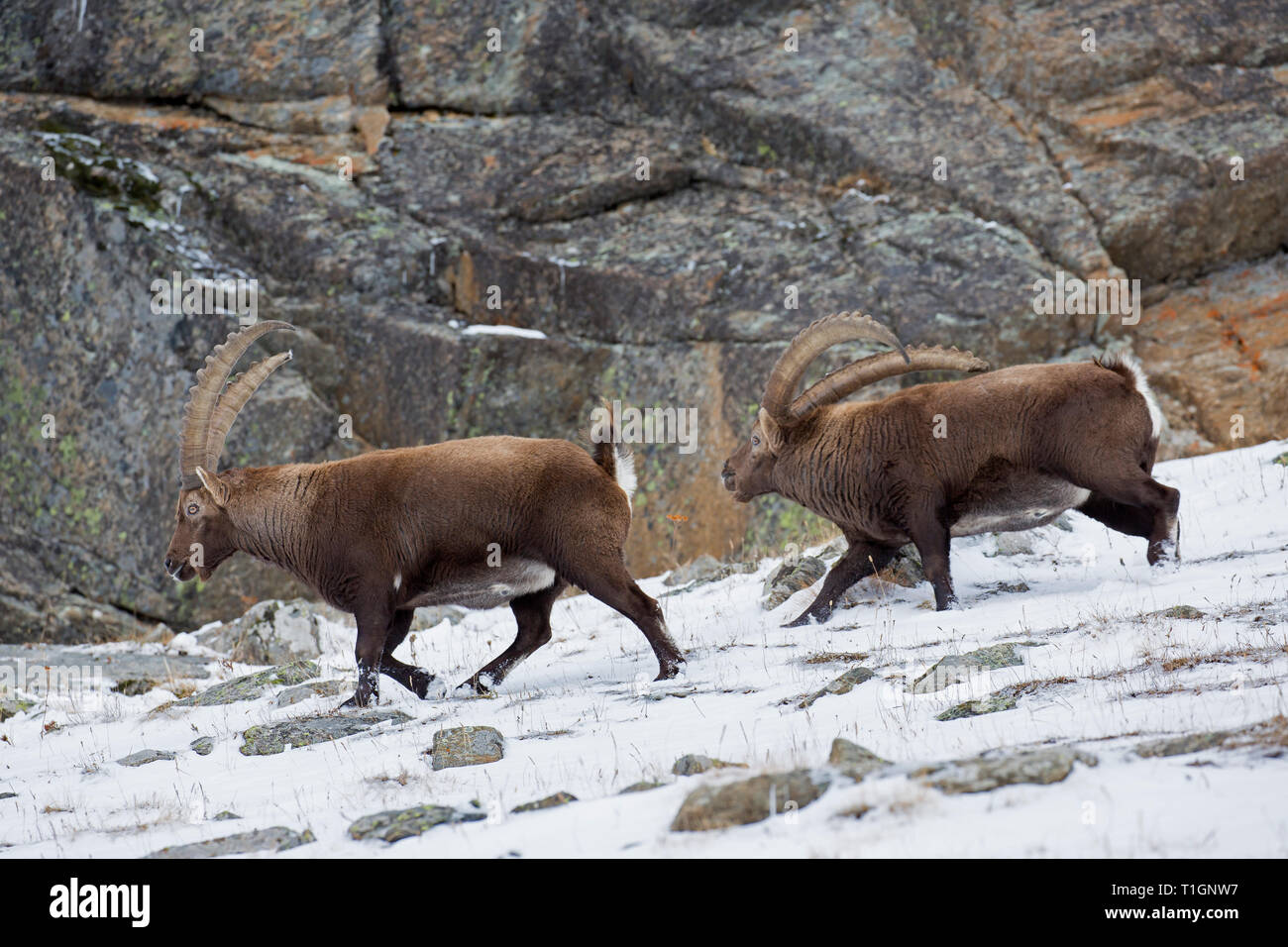 Dominant Alpine ibex (Capra ibex) male with big horns chasing rival ...
