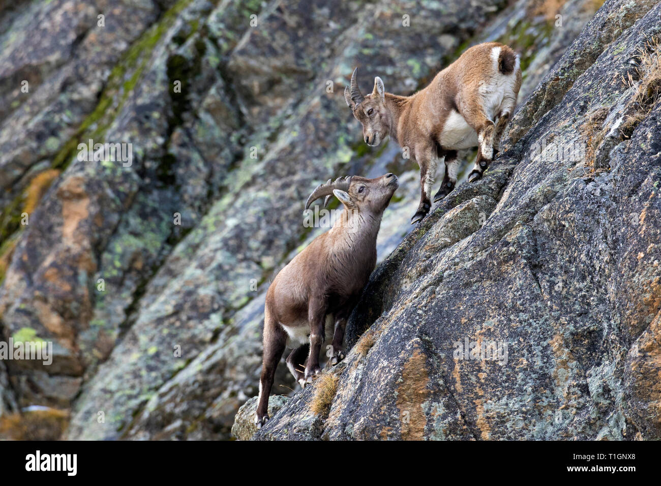 Small horns hi-res stock photography and images - Alamy