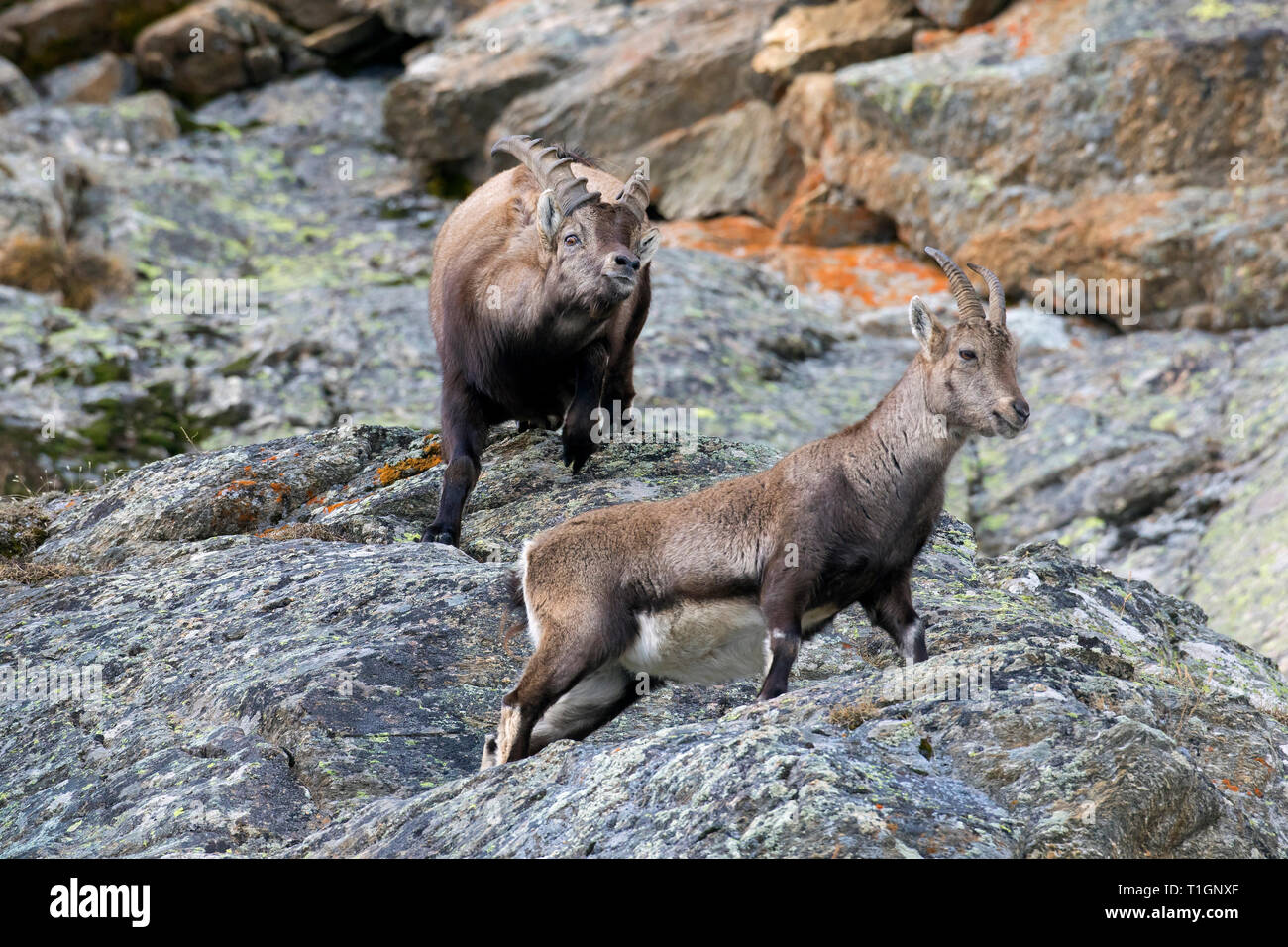 Alpine ibex (Capra ibex) male and female during the rut in rock face in ...
