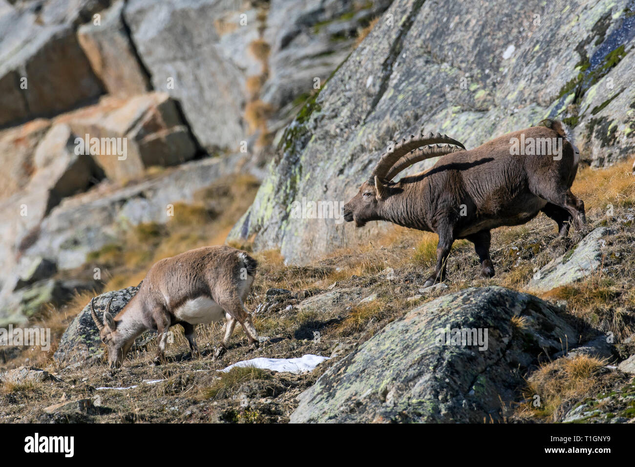 Alpine ibex (Capra ibex) male and female during the rut in rock face in ...