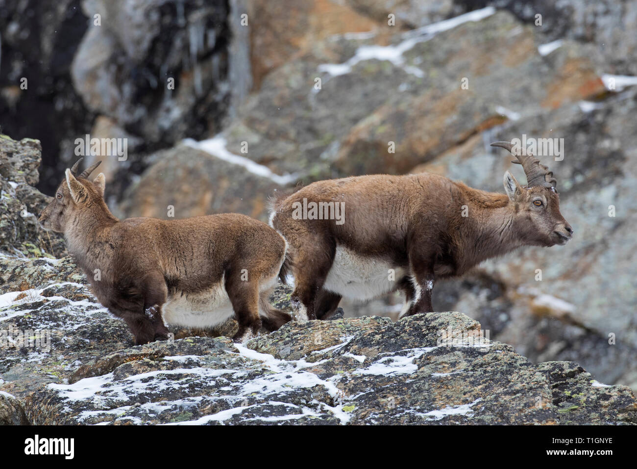 Alpine ibex (Capra ibex) young male and female during the rut in rock ...