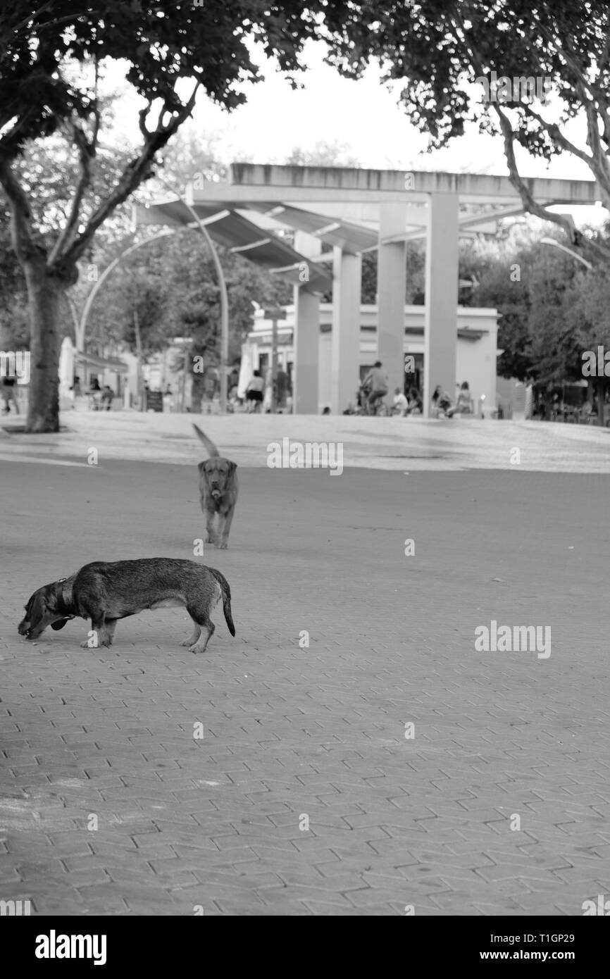 Dog running playing in Black and White Stock Photos & Images - Alamy