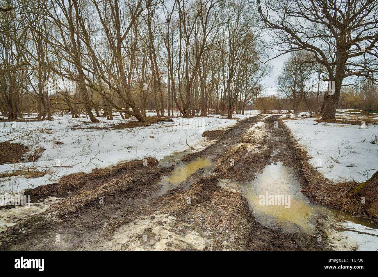 Spring in the forest.Broken road in the woods.The road goes transport ...