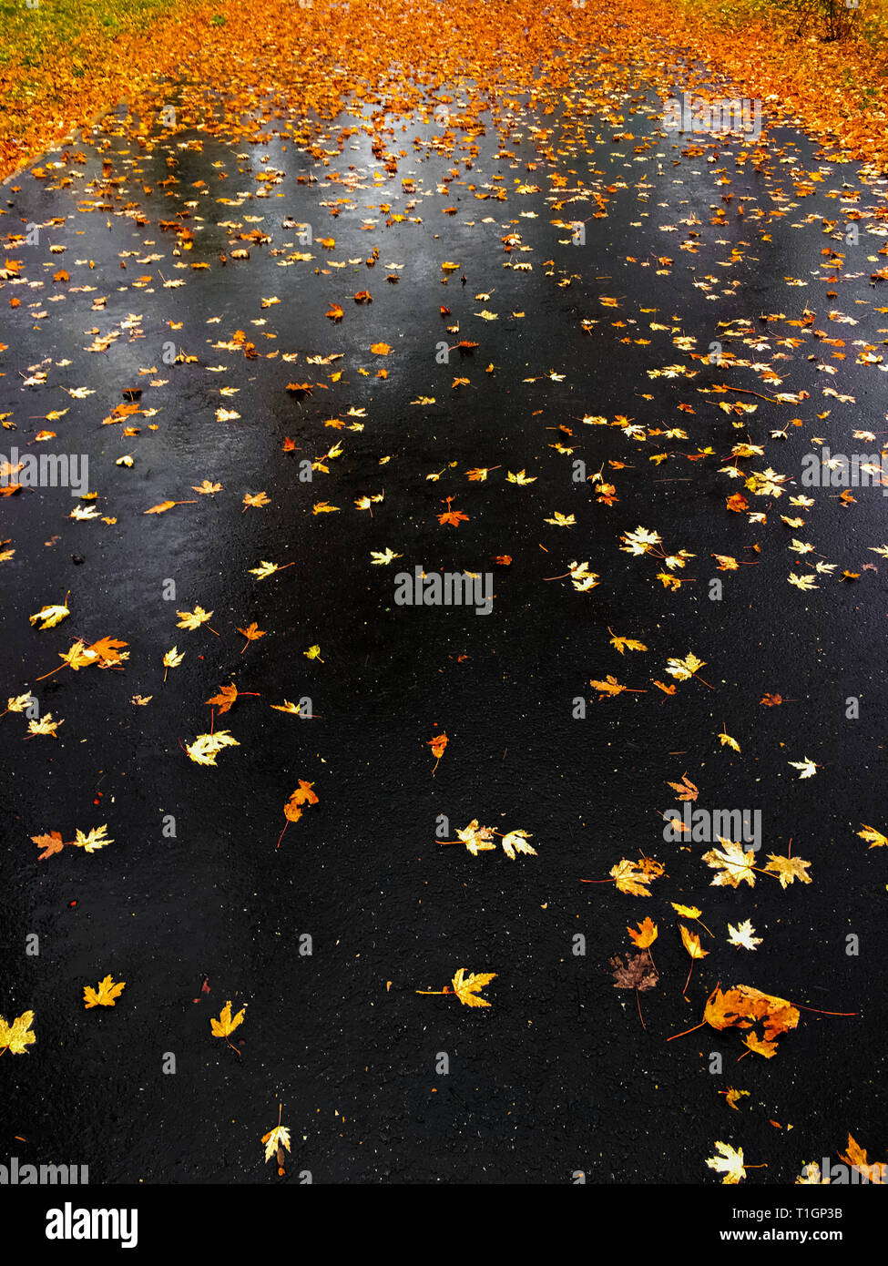 Fall season, weather and environment concept - Autumn leaves and trees ...