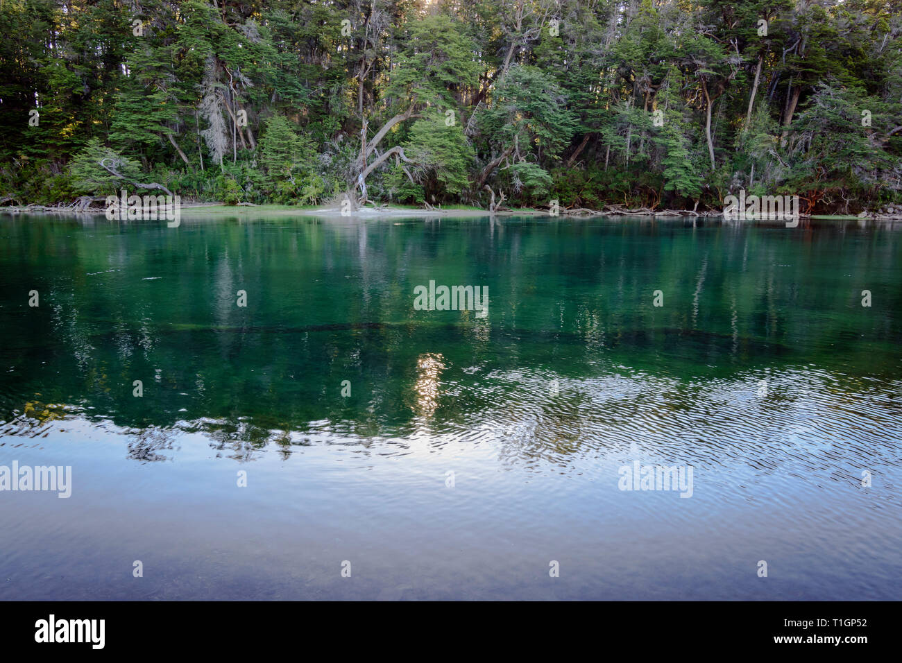 Stunning view of turquoise color Arrayanes river in Los Alerces ...