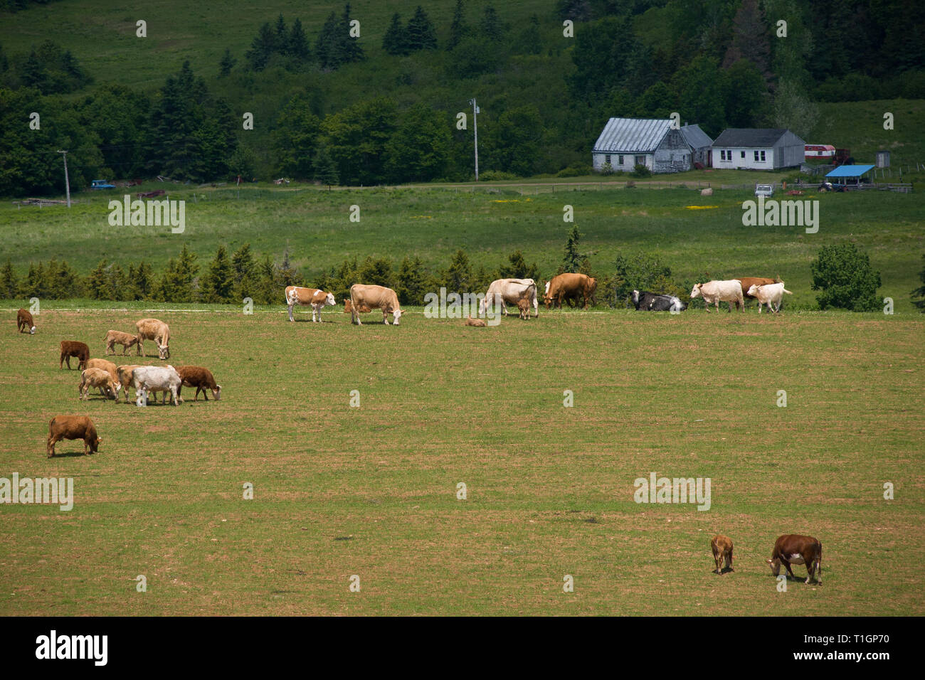 Colchester county hi-res stock photography and images - Alamy