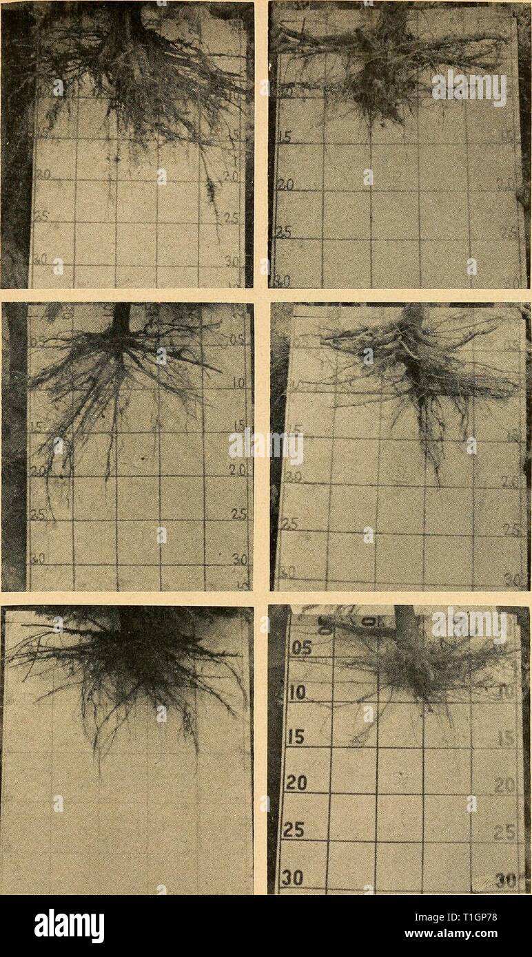 Distribution of roots of certain Distribution of roots of certain tree ...