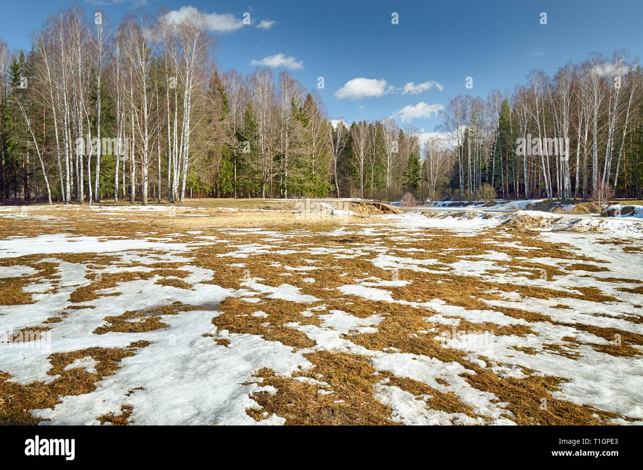 Springtime in the woods.Shines warm the sun.The remnants of snow melt ...