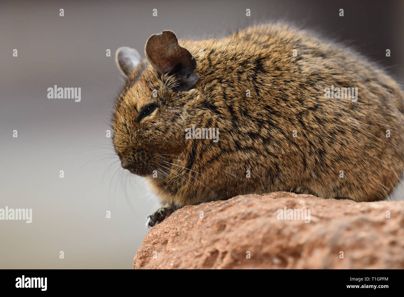 Close up portrait of a common degu (octodon degus Stock Photo - Alamy