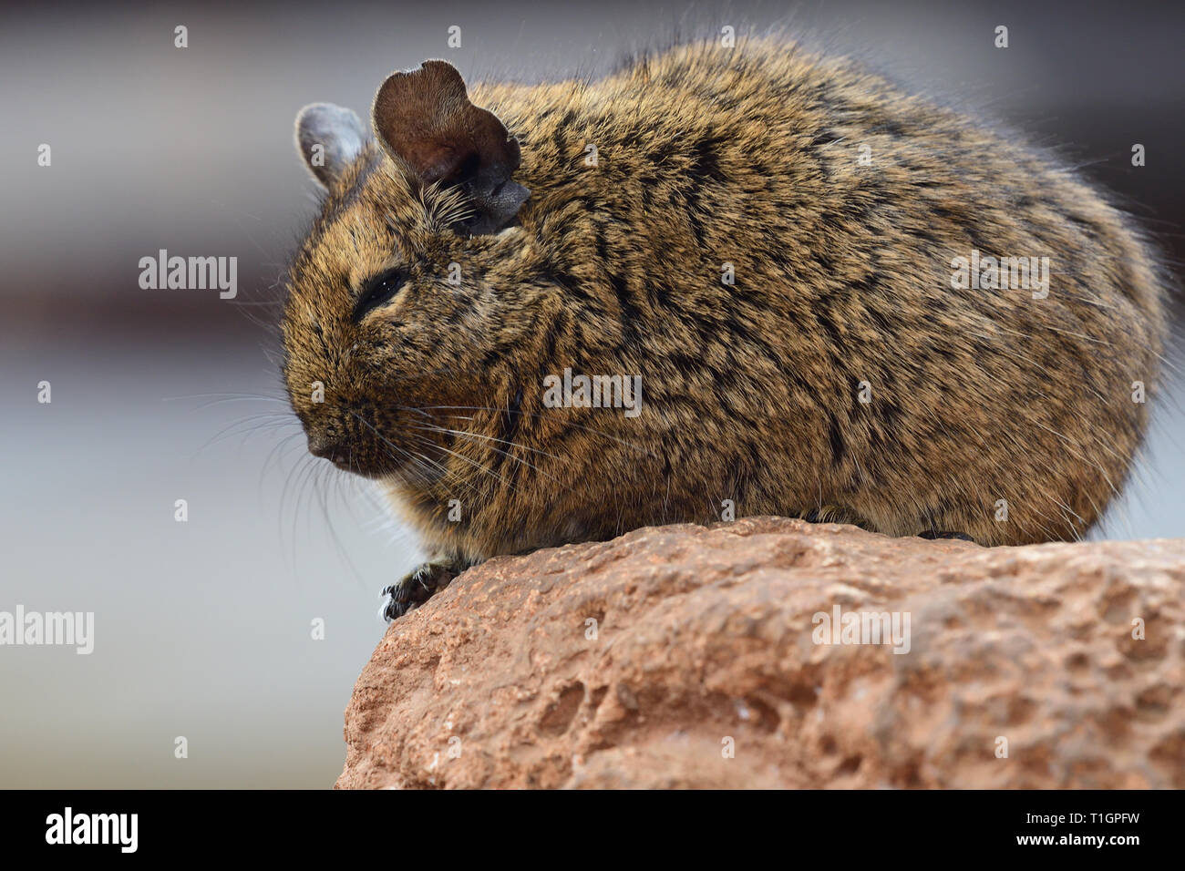 Common degu hi-res stock photography and images - Alamy