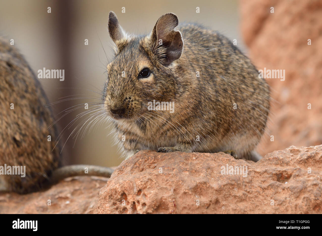 Common degu hi-res stock photography and images - Alamy