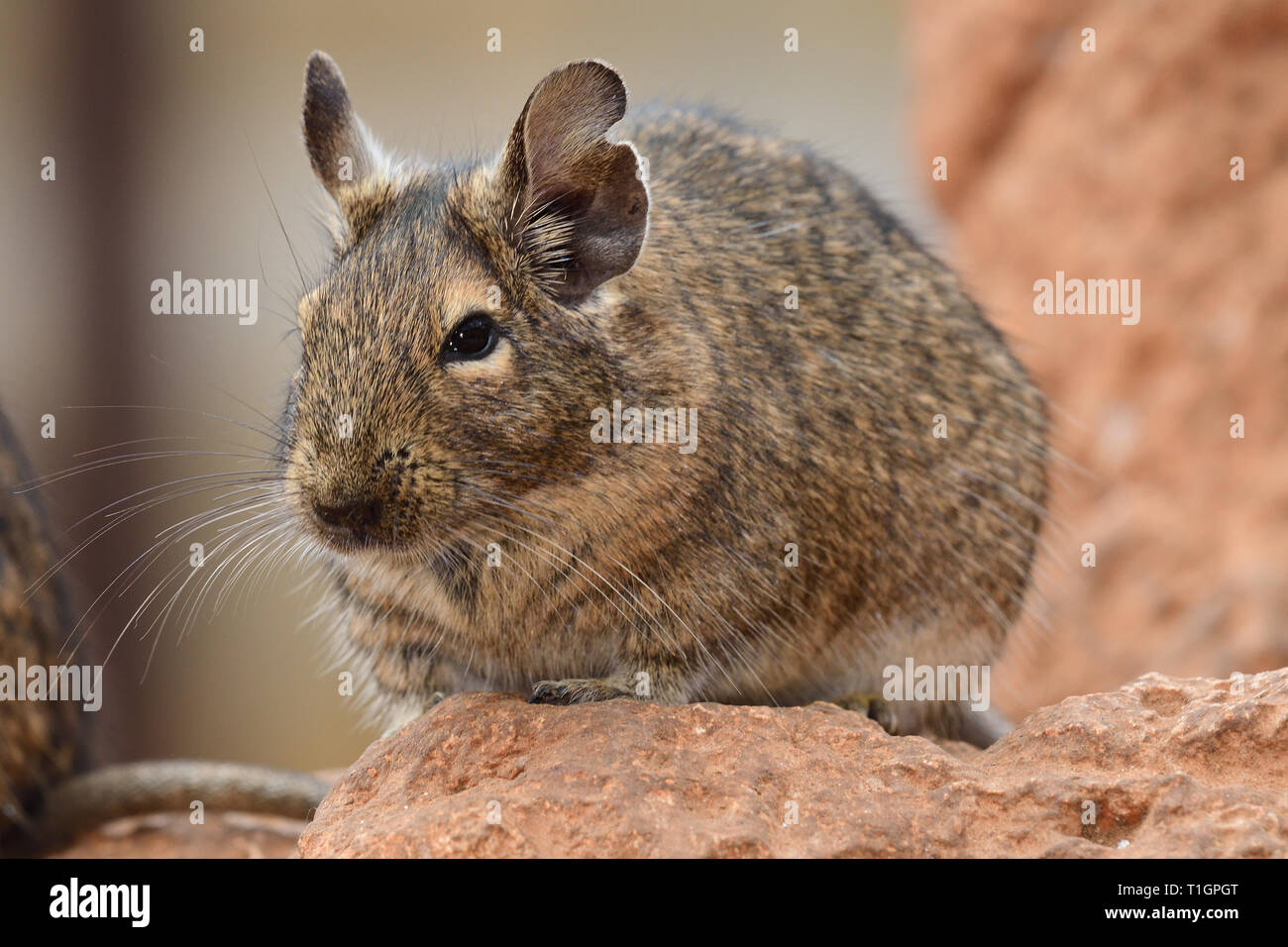 Octodon hi-res stock photography and images - Alamy