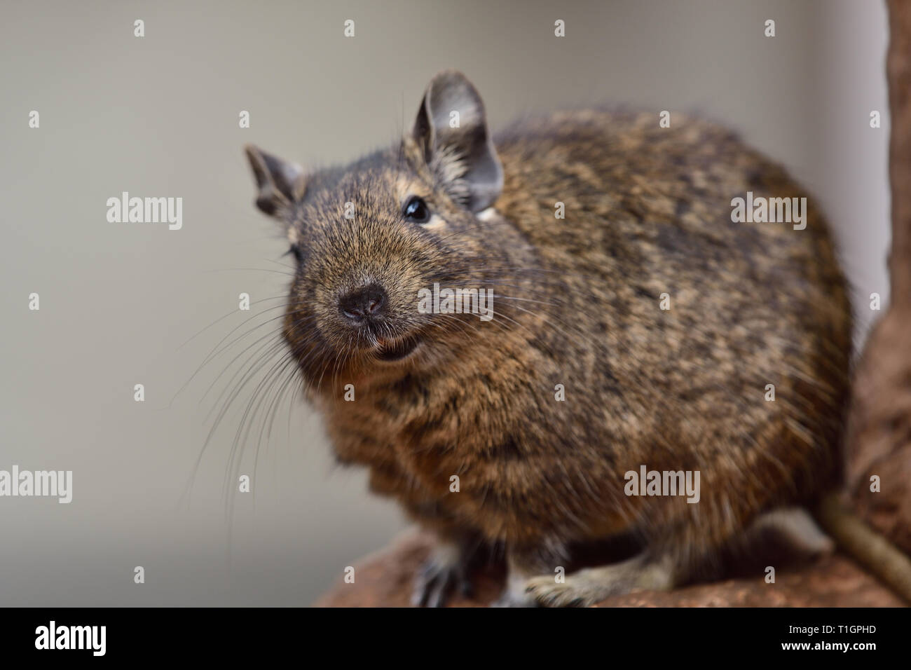 Common degu hi-res stock photography and images - Alamy