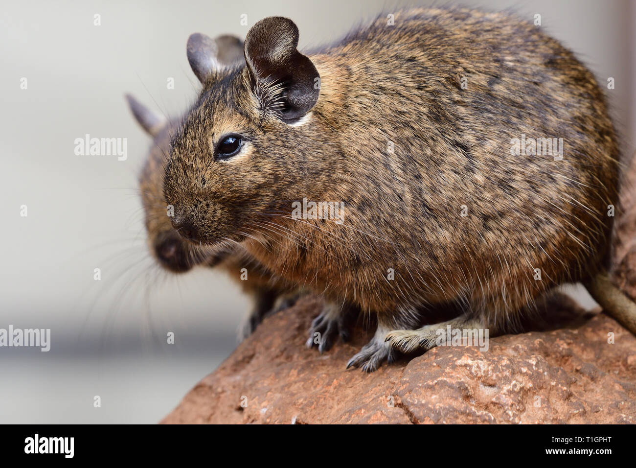 Side view of a common degu (octodon degus Stock Photo - Alamy