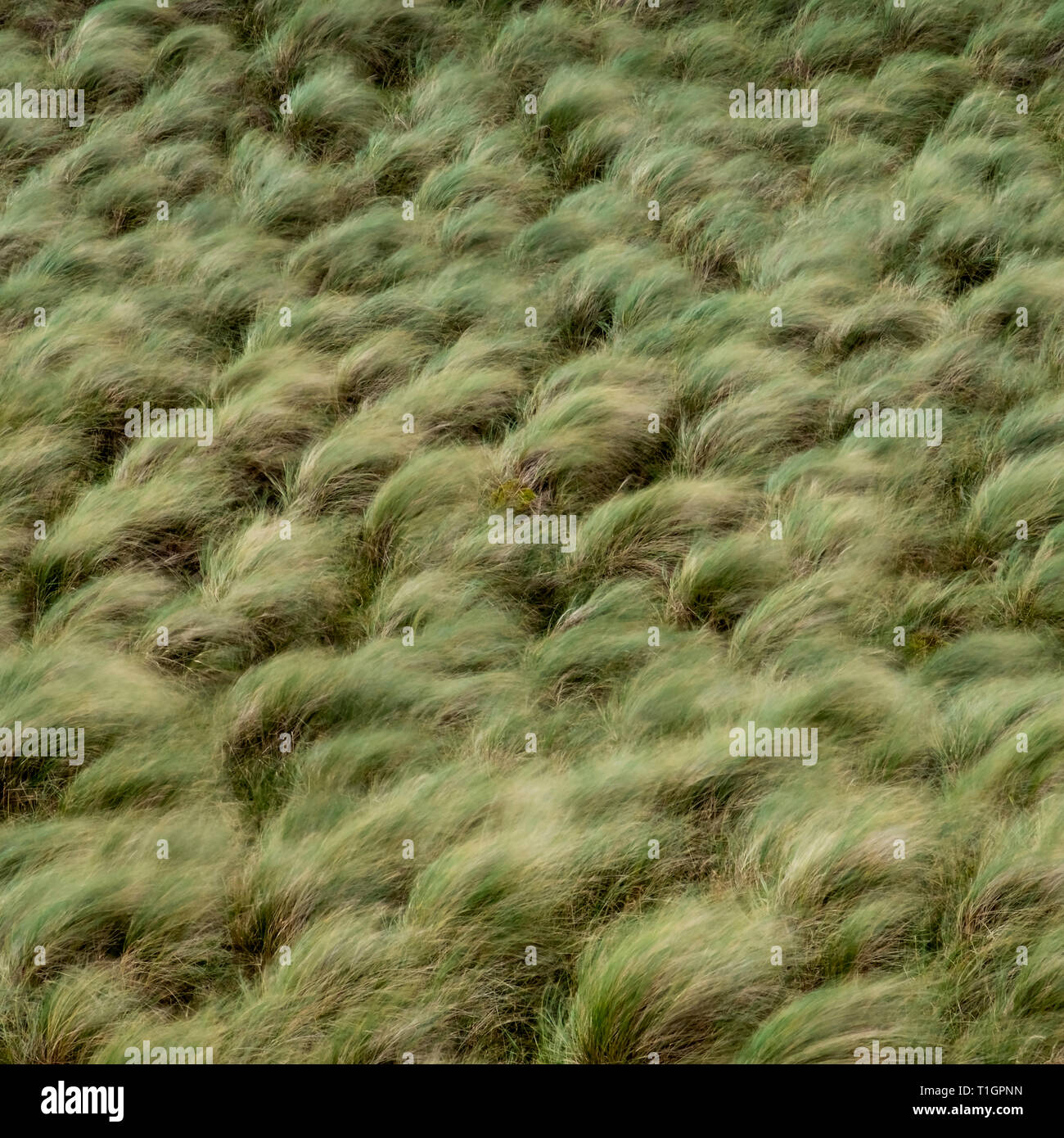 Blowing grass hi-res stock photography and images - Alamy