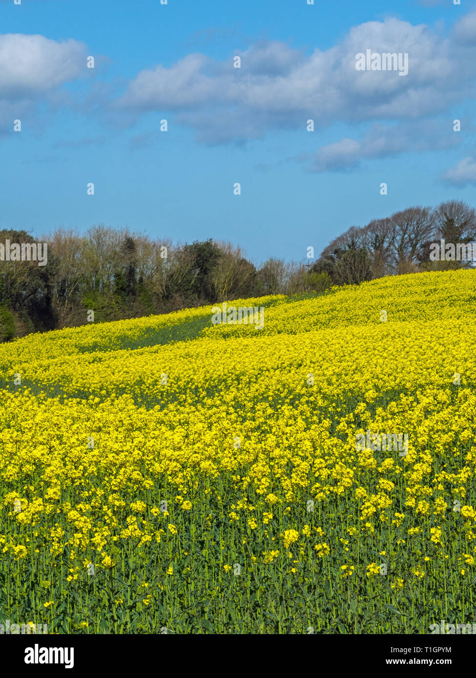 Devon countryside hi-res stock photography and images - Alamy