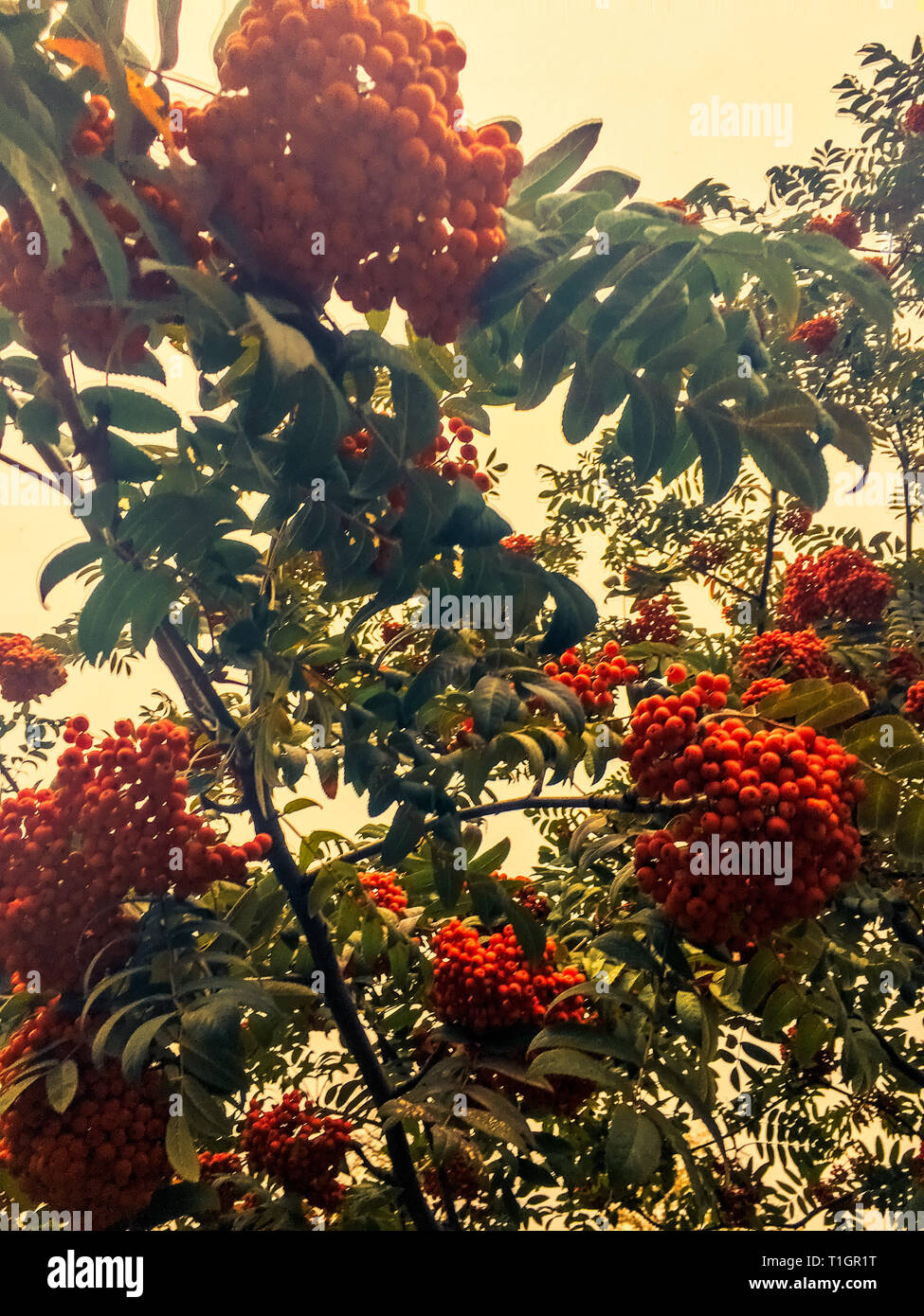 Fall season, weather and environment concept - Autumn leaves and trees ...