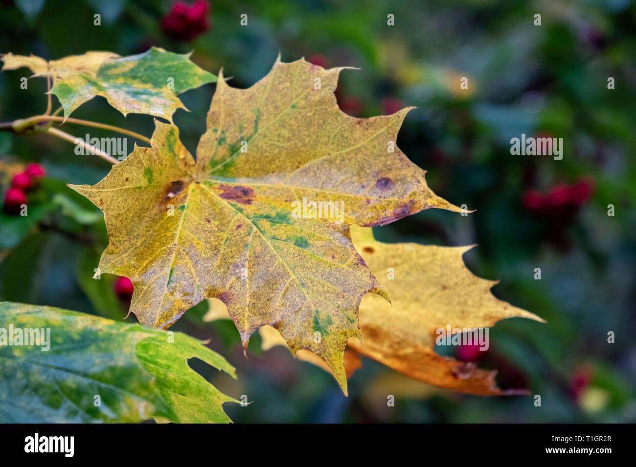 Autumn Colours in Lael Forest, near Ullapool, Ross and Cromarty ...