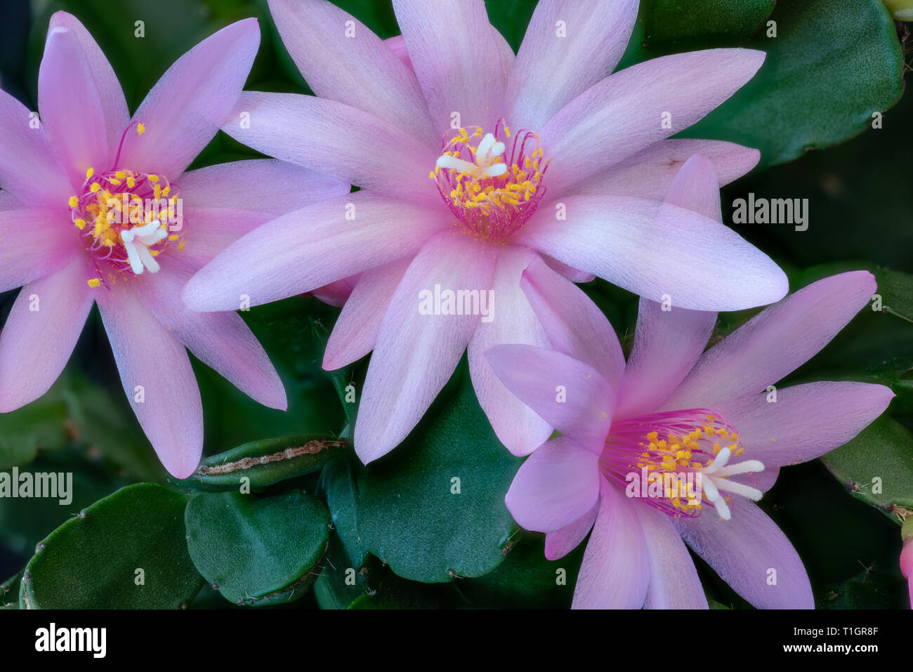 Whitsun High Resolution Stock Photography and Images - Alamy