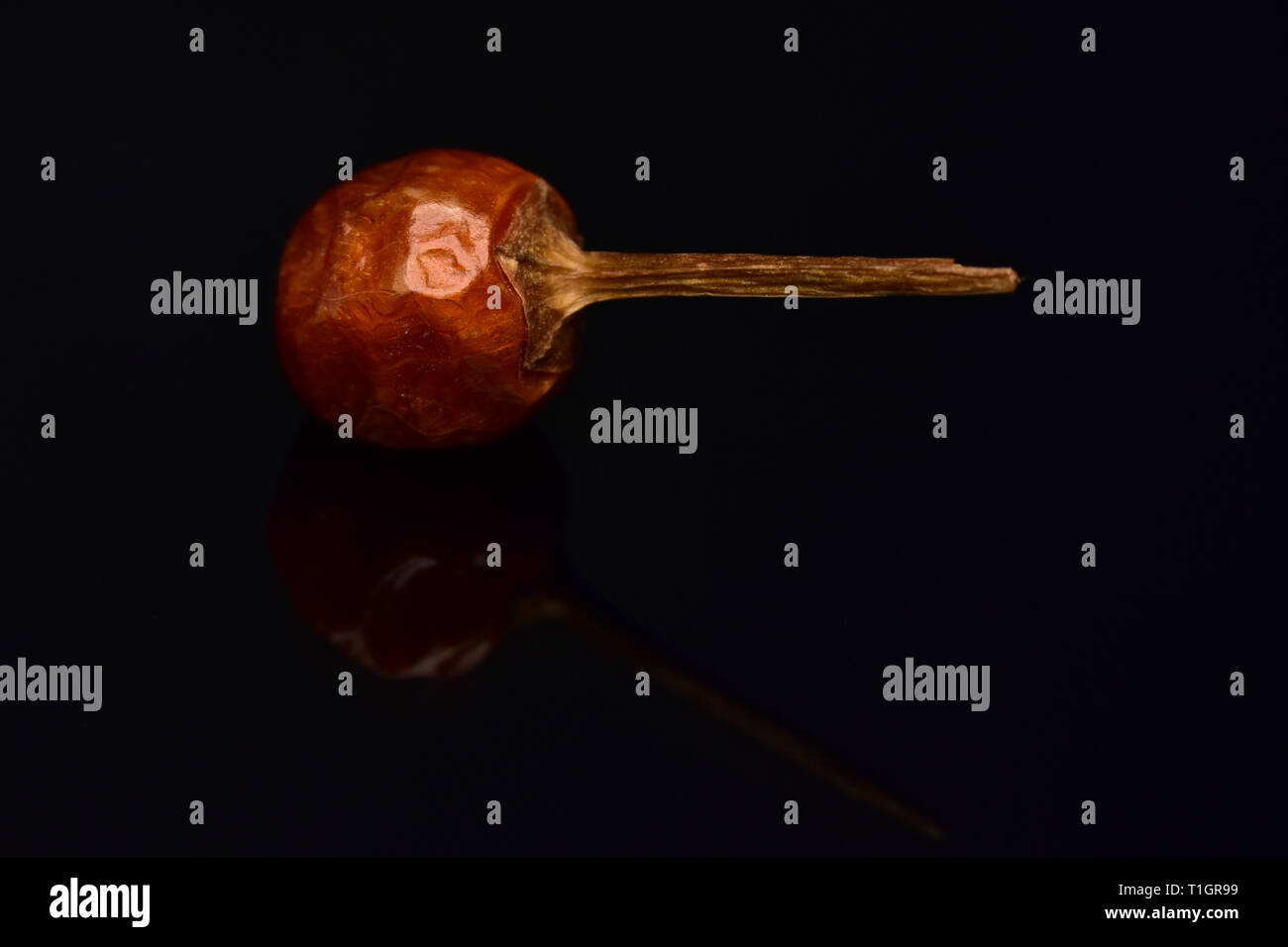 Red Hot Chiltepin Chillis Stock Photo - Alamy