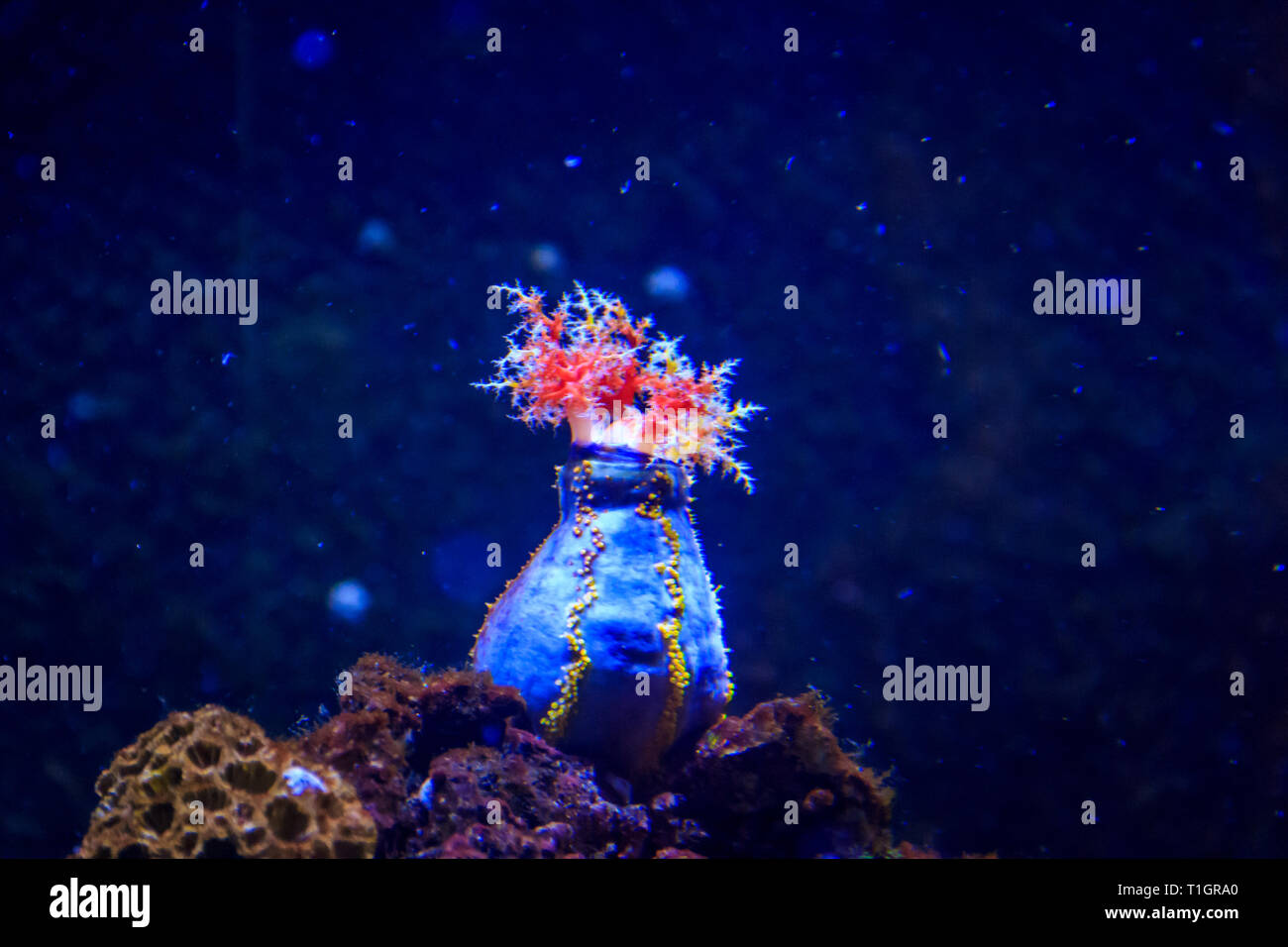 Fish in a large zoo aquarium. Underwater wildlife. Beautiful fish Stock ...