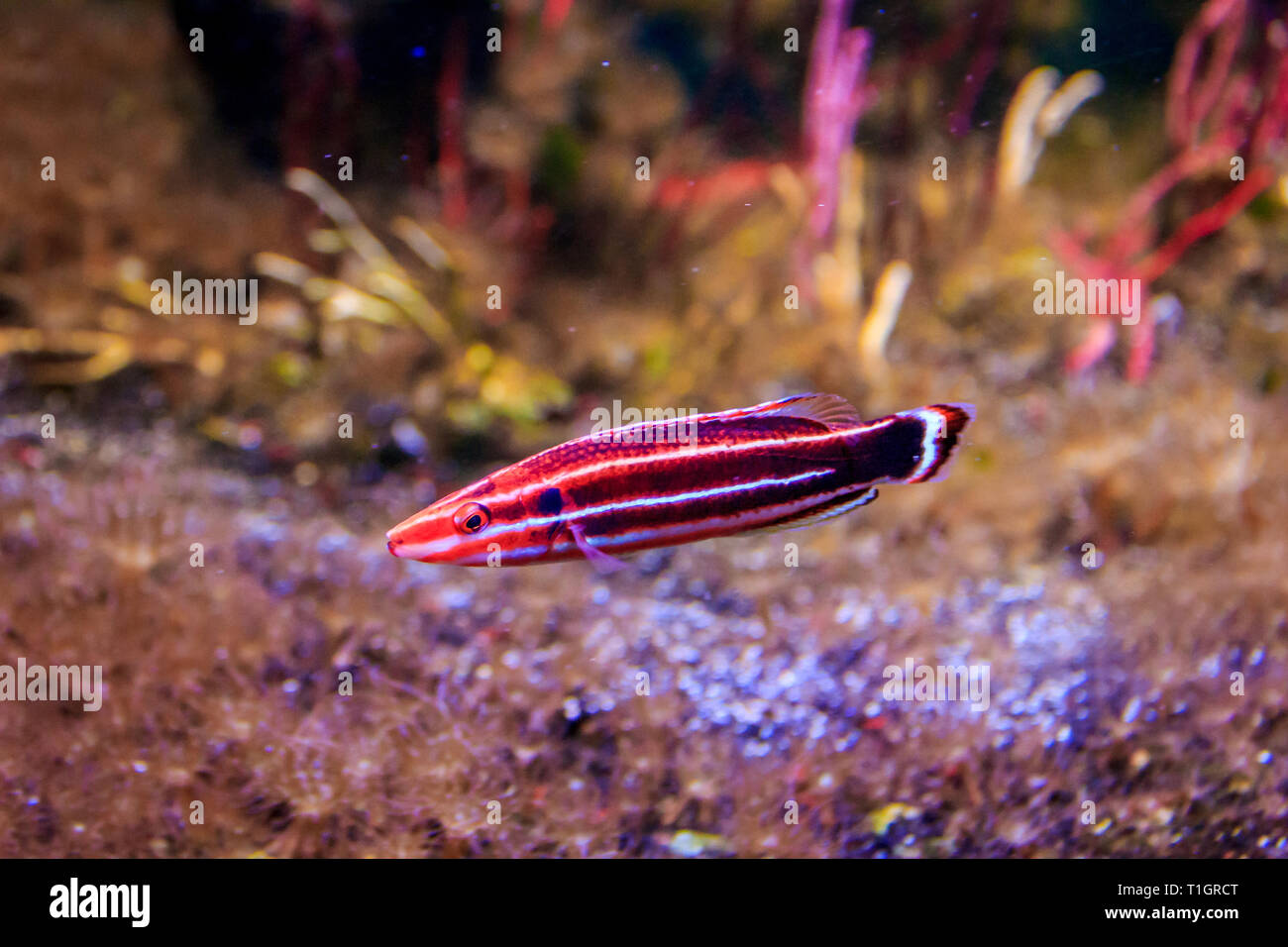 Fish in a large zoo aquarium. Underwater wildlife. Beautiful fish Stock ...