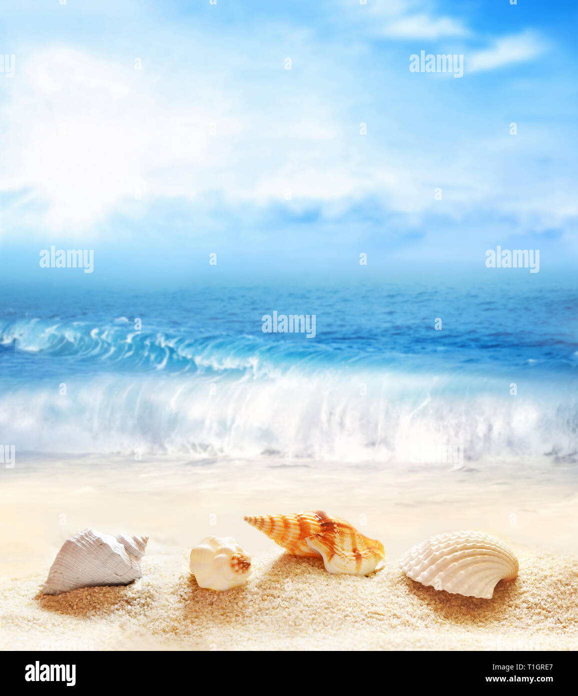 Summer beach. Seashell on a sand and ocean as background Stock Photo ...