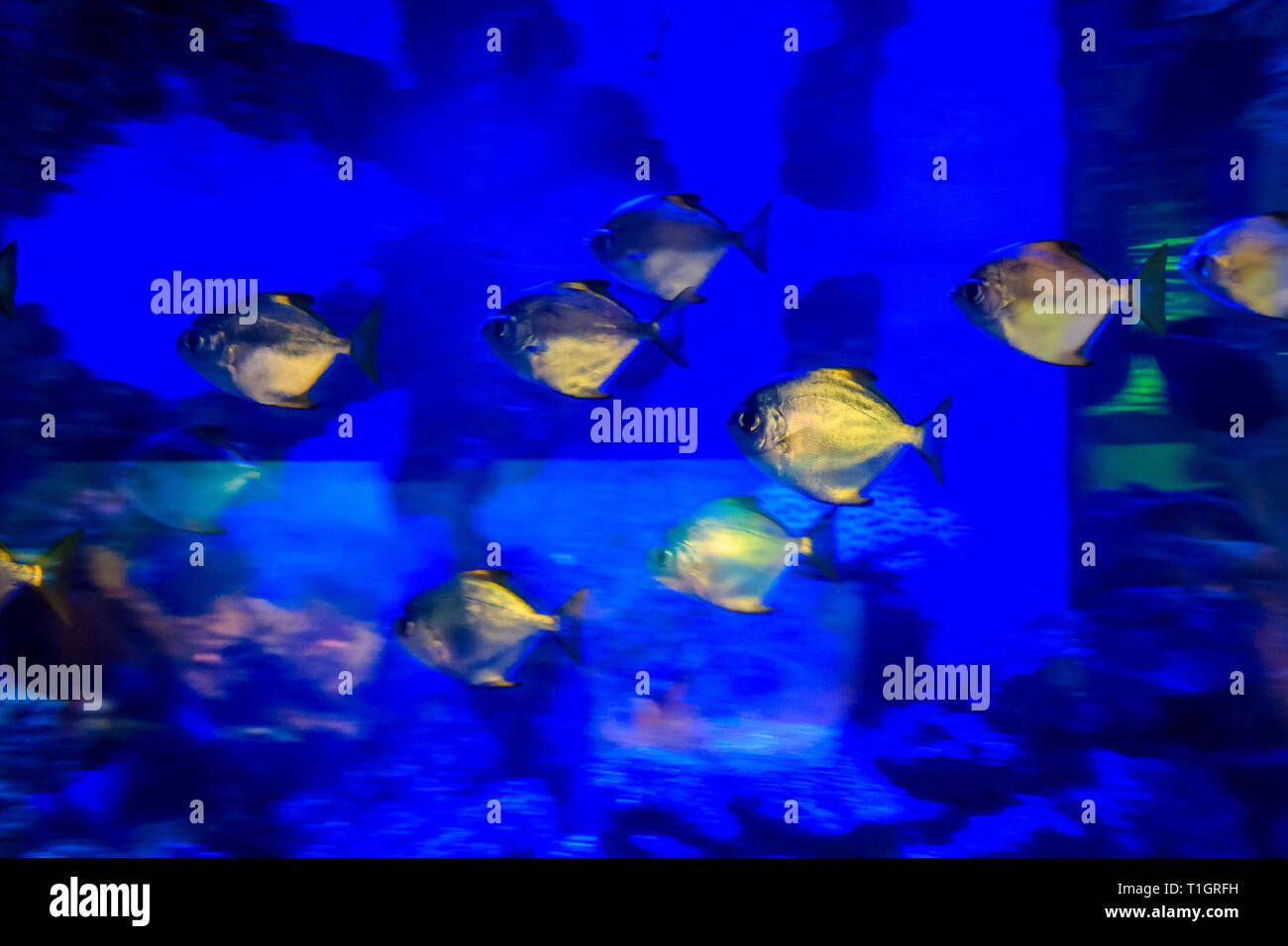 Fish in a large zoo aquarium. Underwater wildlife. Beautiful fish Stock ...