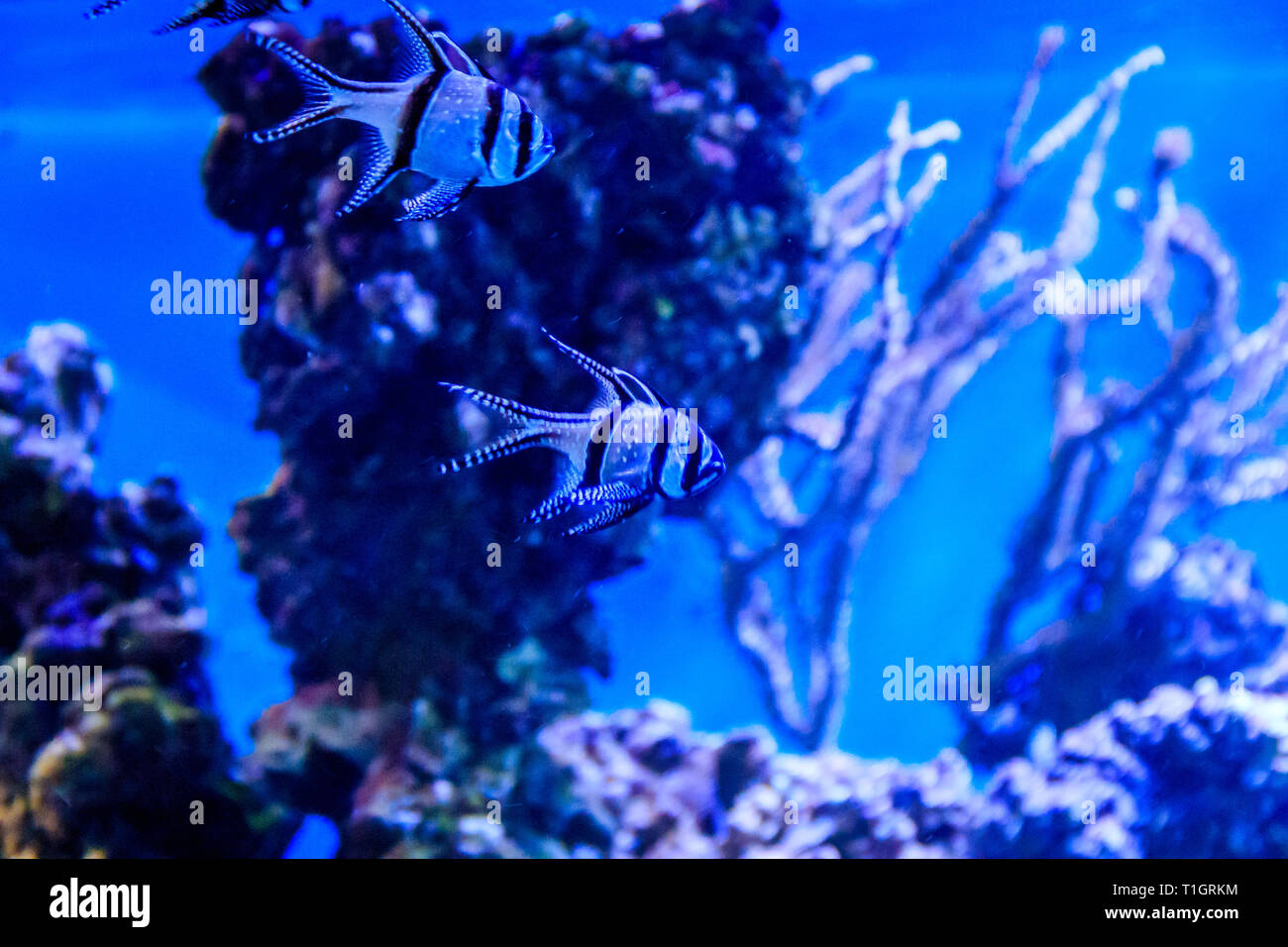 Fish in a large zoo aquarium. Underwater wildlife. Beautiful fish Stock ...