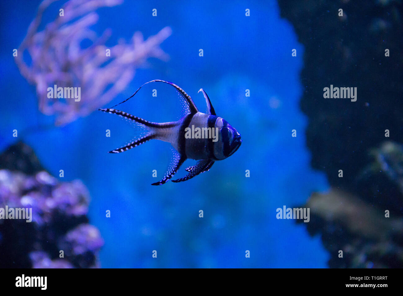 Fish in a large zoo aquarium. Underwater wildlife. Beautiful fish Stock ...