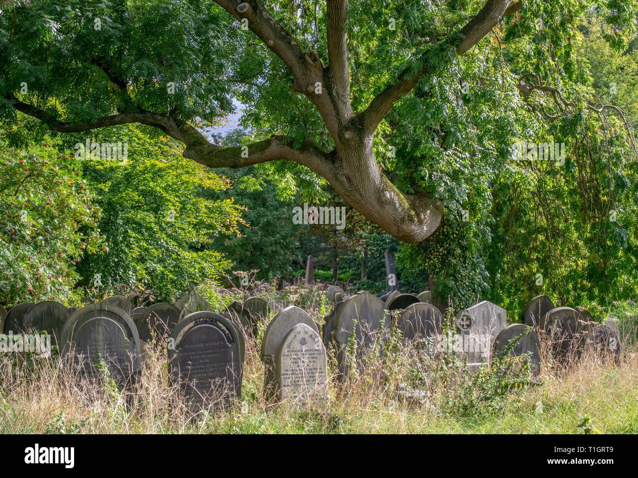 Scary tree in graveyard Stock Photo - Alamy