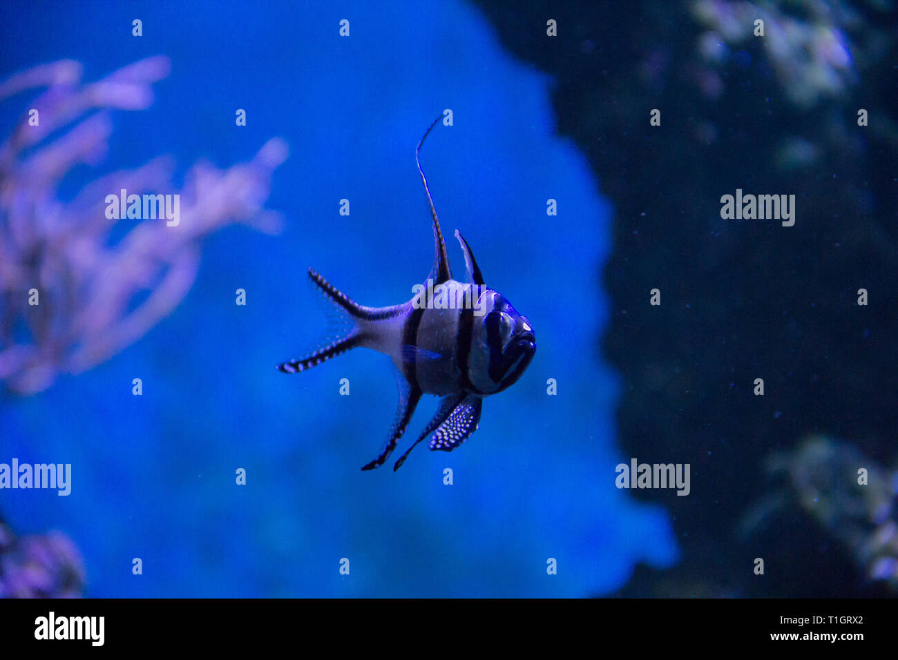 Fish in a large zoo aquarium. Underwater wildlife. Beautiful fish Stock ...