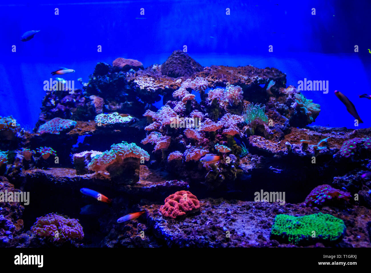 Fish in a large zoo aquarium. Underwater wildlife. Beautiful fish Stock ...